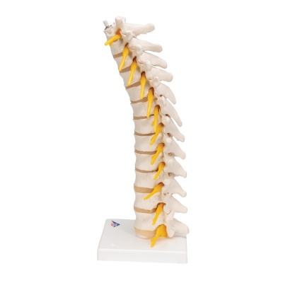3B Scientific Thoracic Spine Model | Health and Care